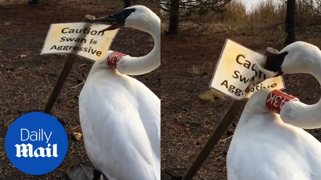 Swan tears down aggressive swan sign - Daily Mail - YouTube