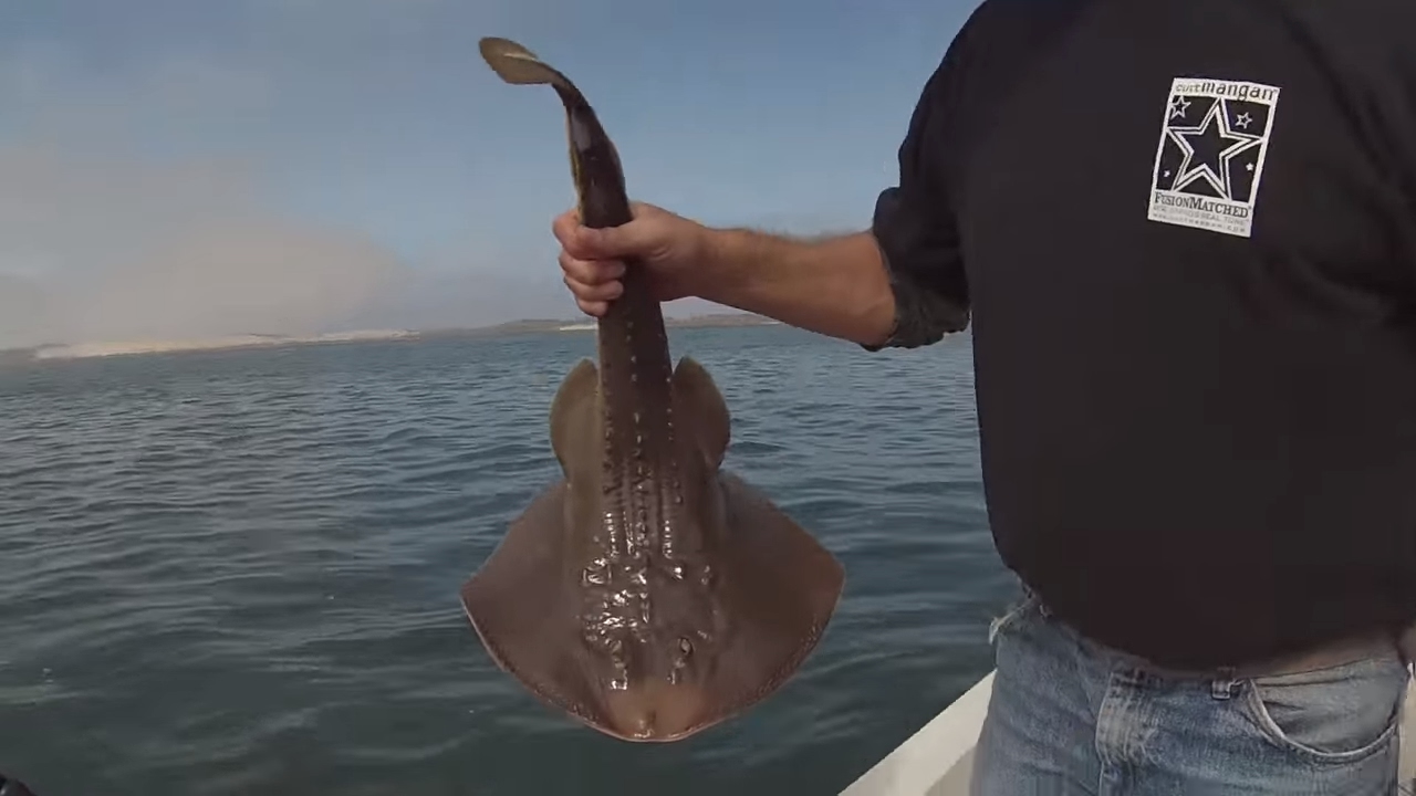 Guitar Shark In Morro Bay, Ca. HD Angler Management - YouTube