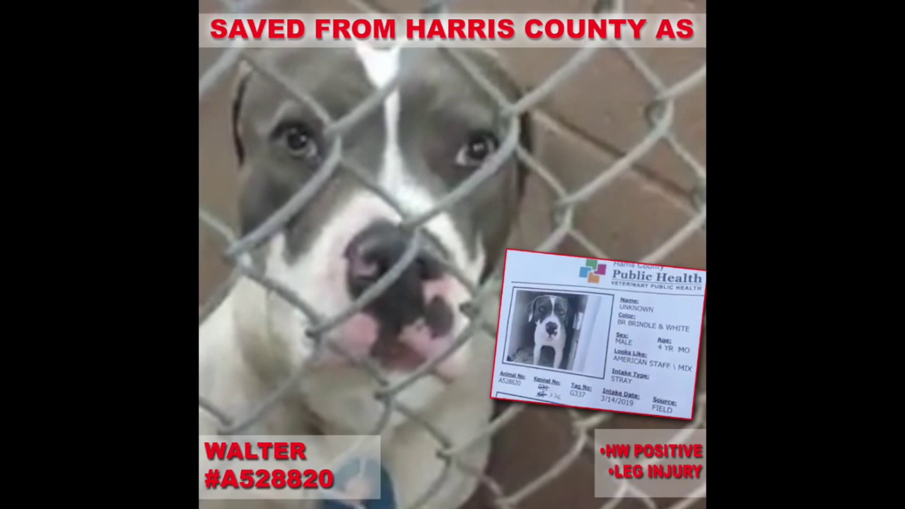 Walter Texas March 2019 - YouTube