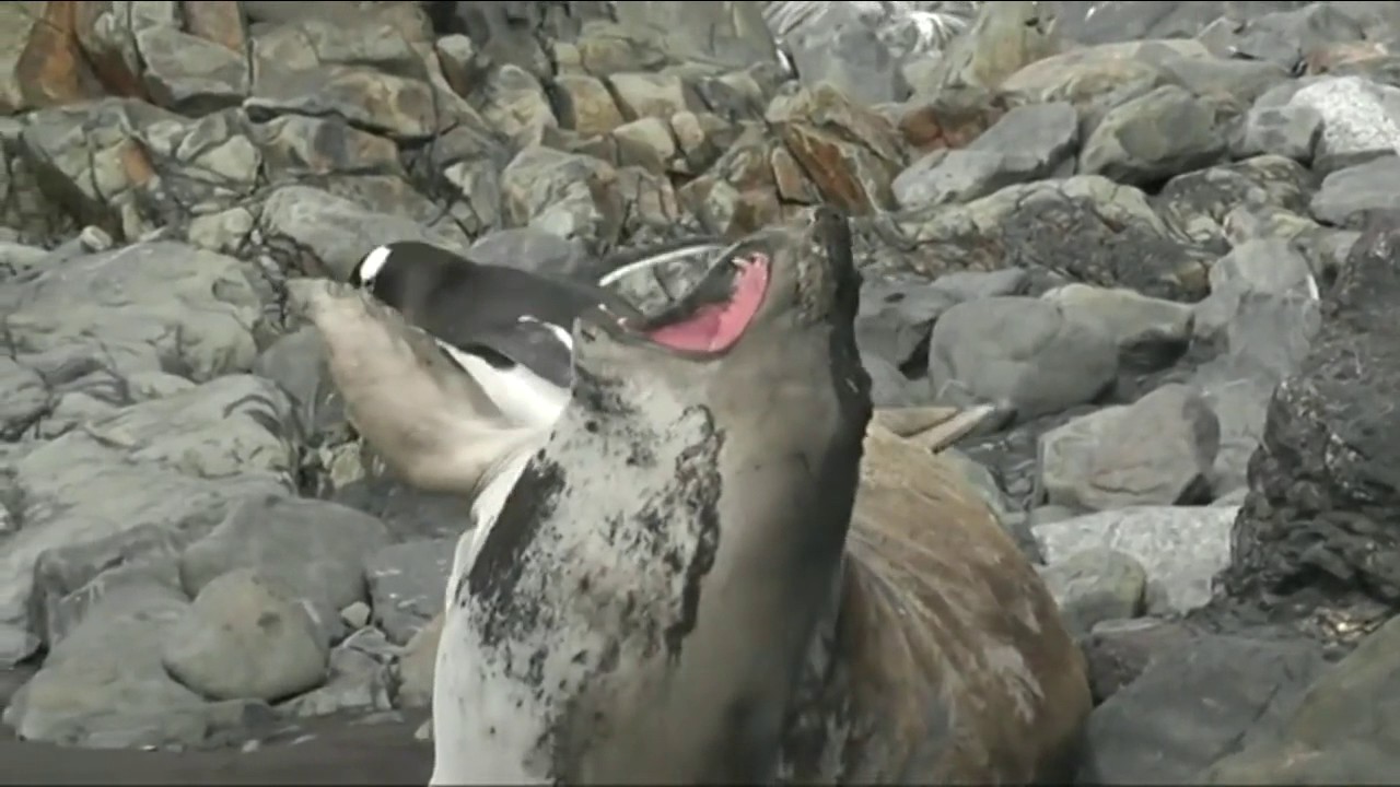Penguin Fails - YouTube