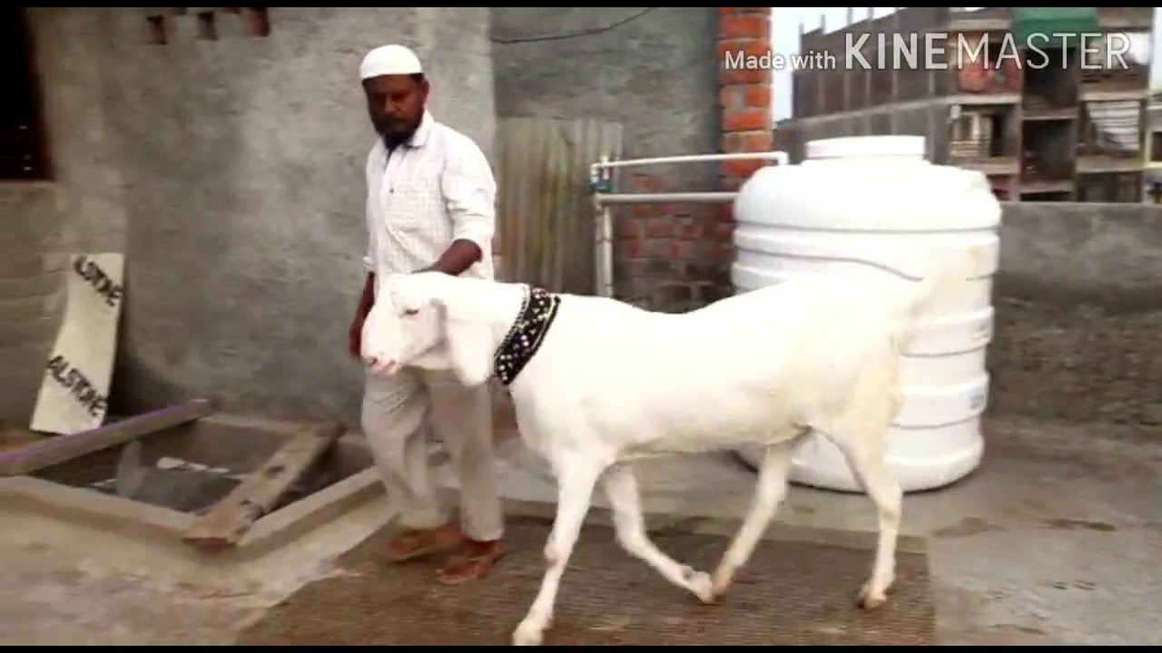 Sojat Goat | Top Quality Heavy Goat | For Sale - YouTube