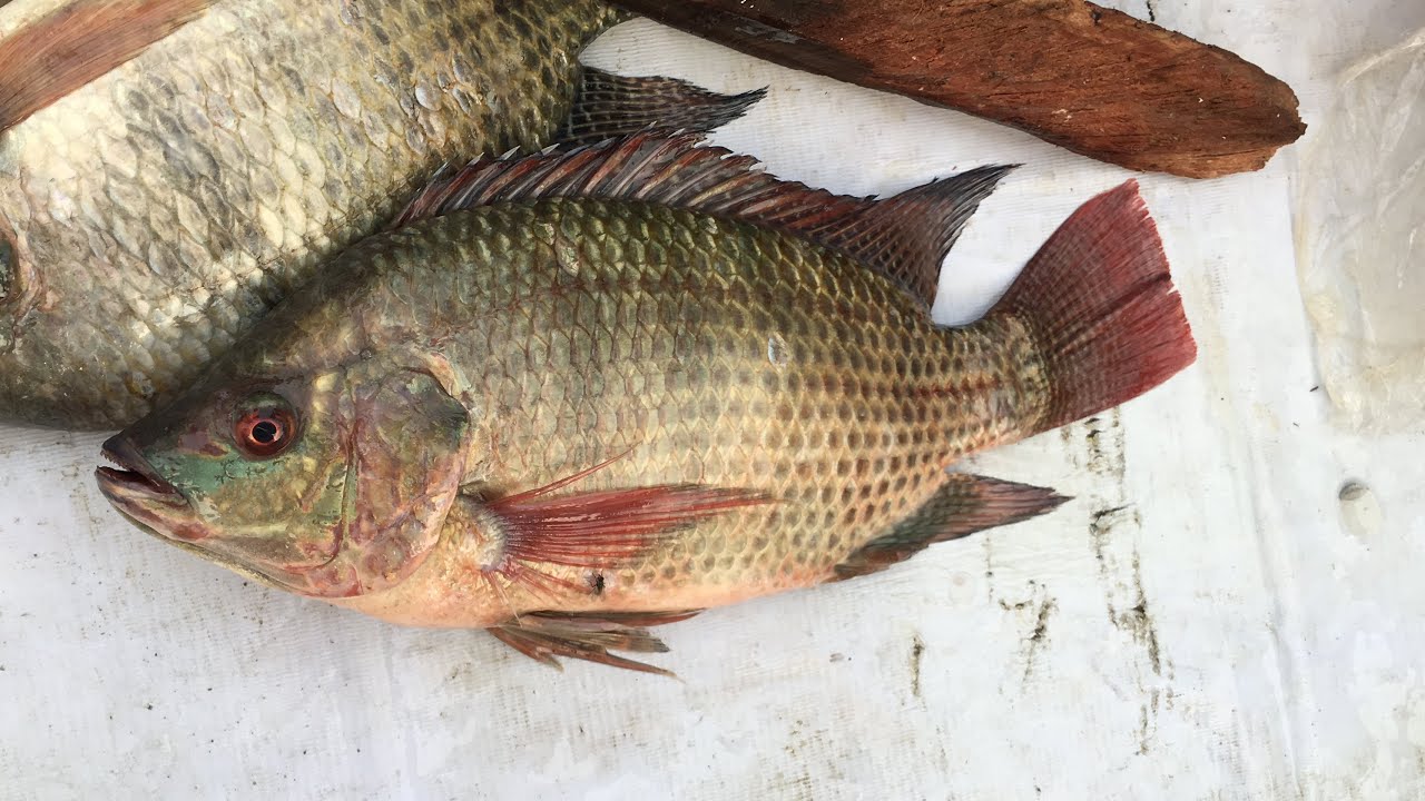Amazing Tilapia Fish Cutting In Bangladesh Fish Market | Tilapia Fish ...