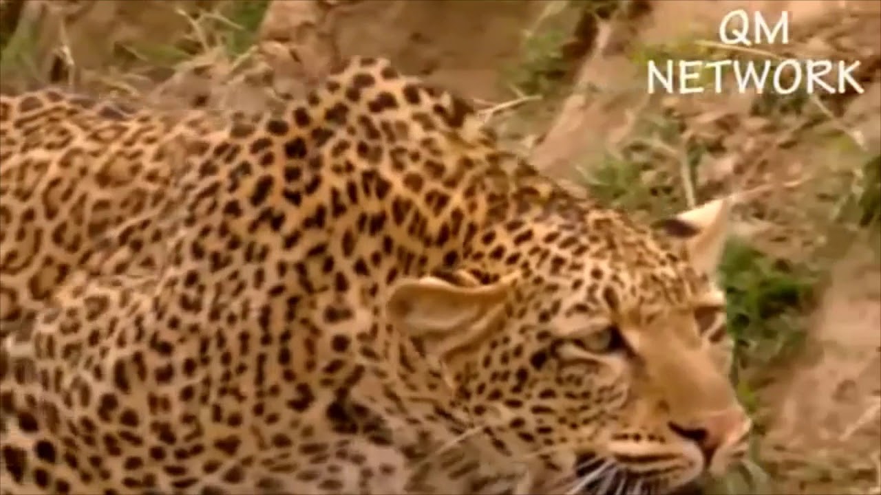 Amazing Tiger And Lion Hunting - YouTube