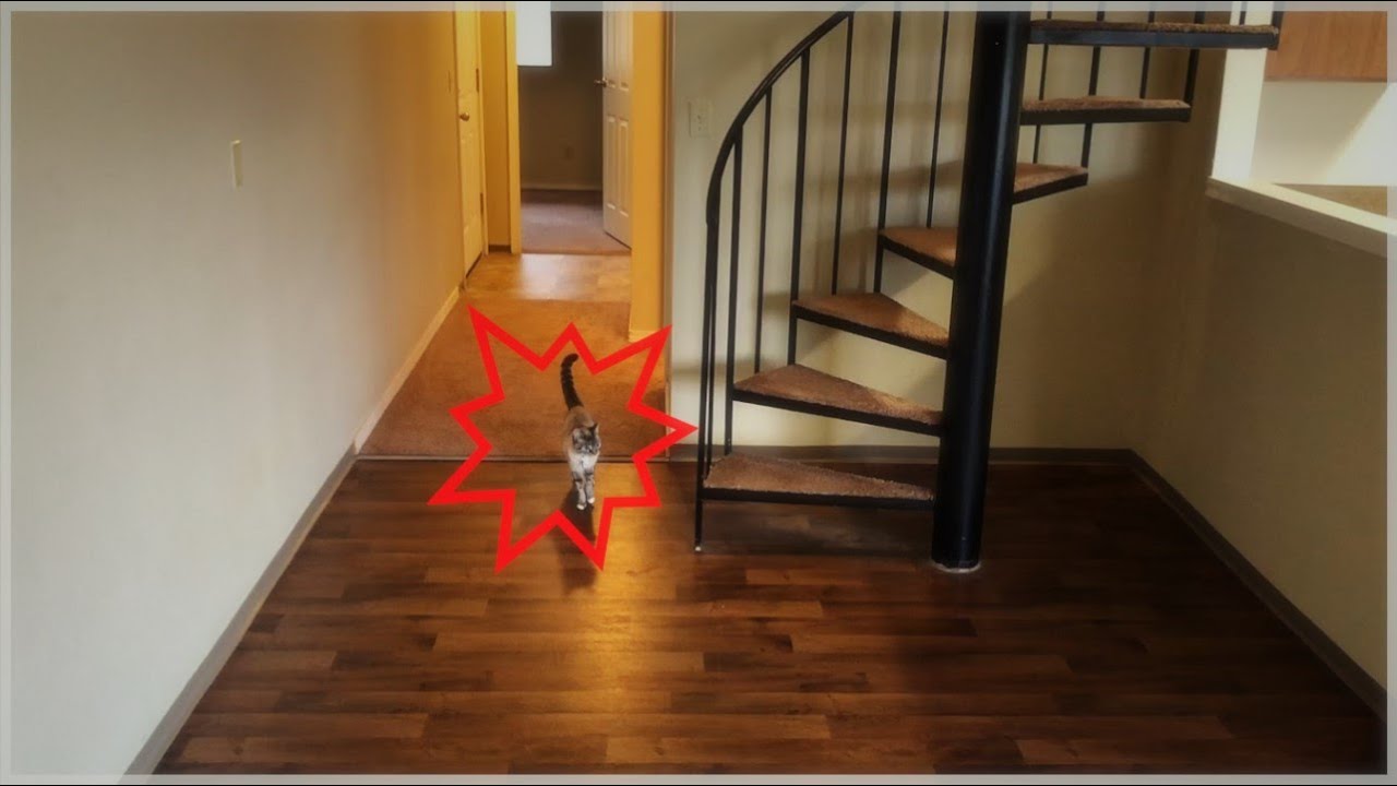 Snowfall the Cat in: liminal kitty - YouTube