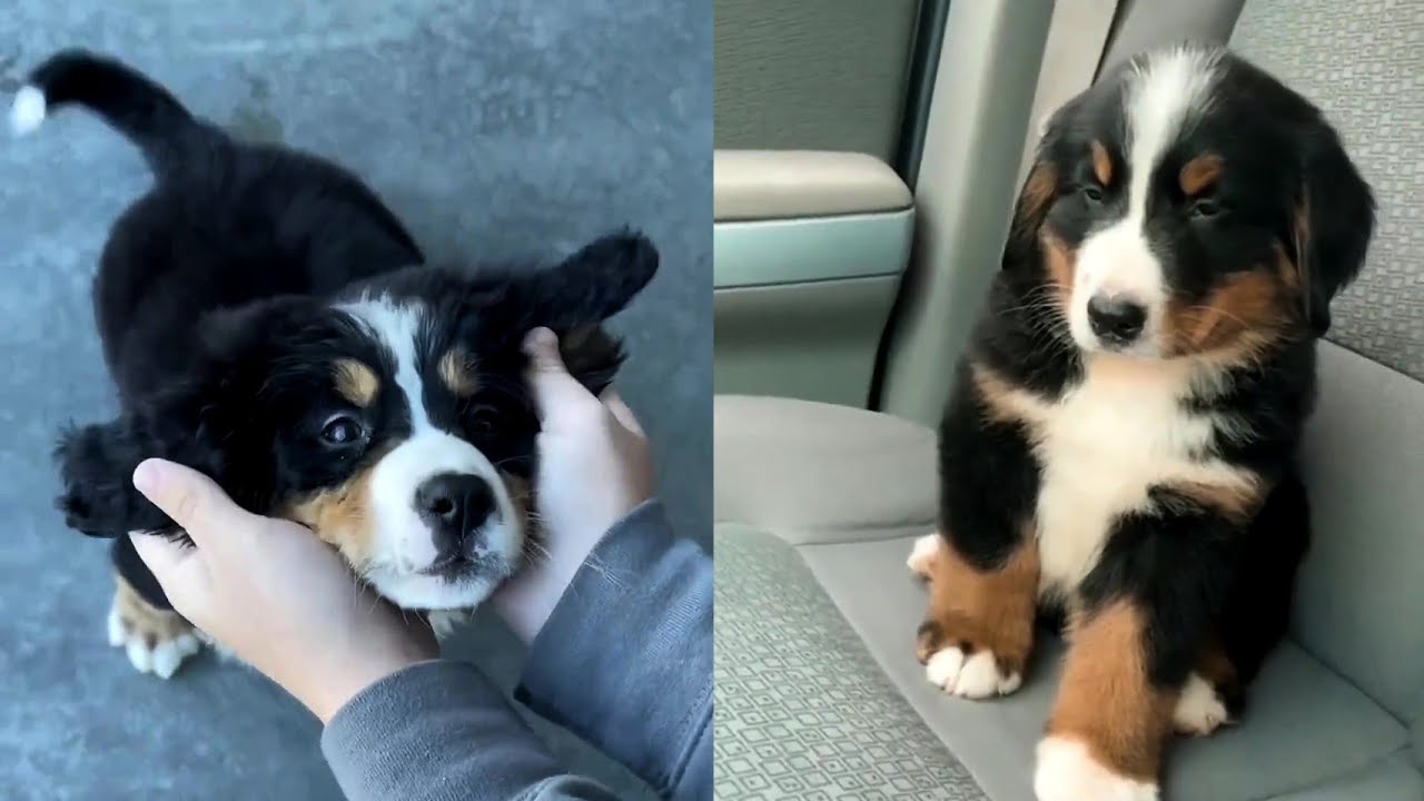 CUTE BABY DOGS #5 | Bernese Mountain Dog Puppy Show - YouTube