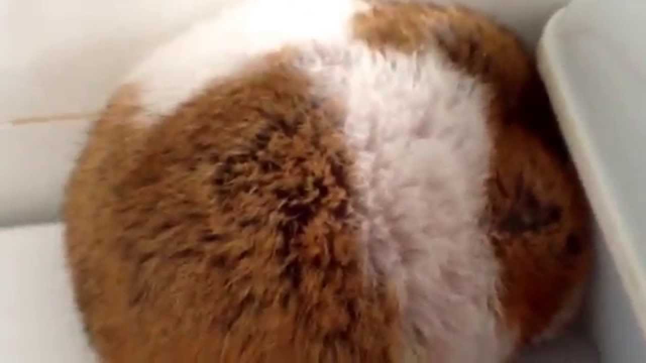 Snoring hamster - YouTube