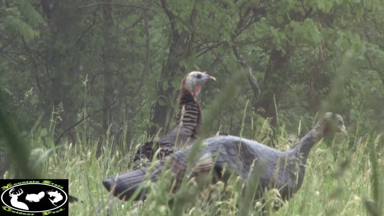 Spring Gobbler Turkey Hunting West Virginia - YouTube