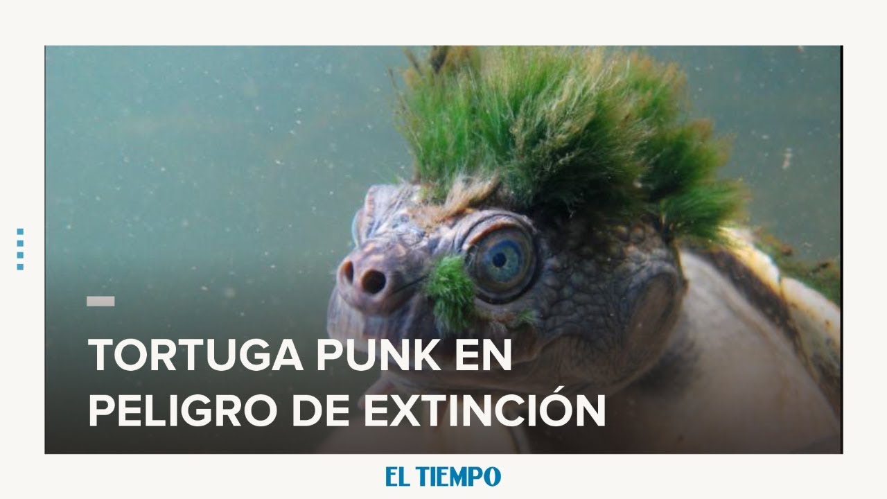 La exótica 'tortuga punk' está en peligro de extinción | EL TIEMPO ...