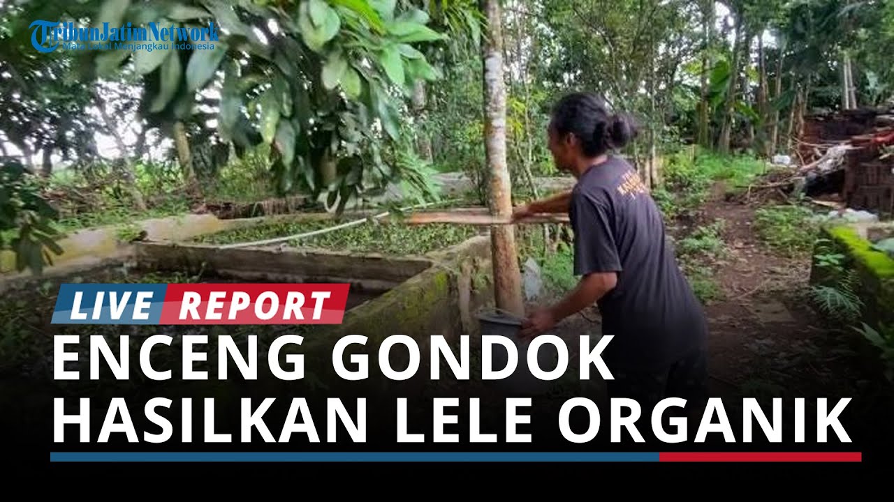 Seni Menipu Rasa dan Aroma Enceng Gondok, Hasilkan Lele Organik yang Sehat Dikonsumsi - YouTube