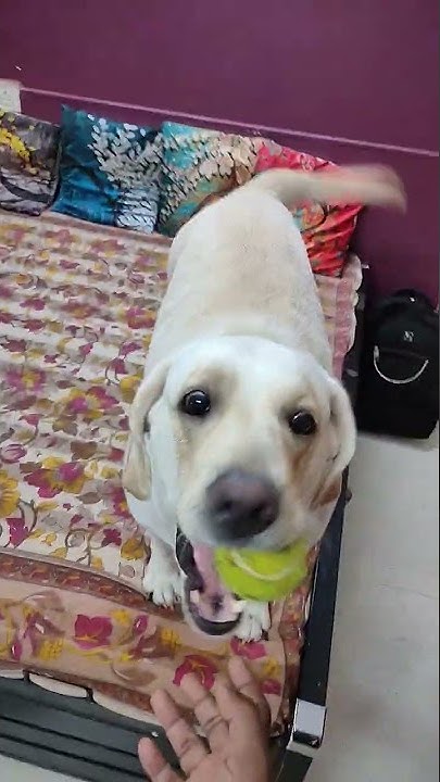 Tum Bhagte Bhagte thak jaoge. - YouTube