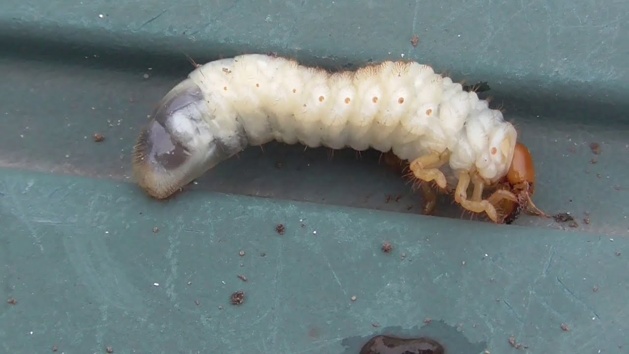 Engerlinge im Garten bekämpfen einfache Strategie für ...