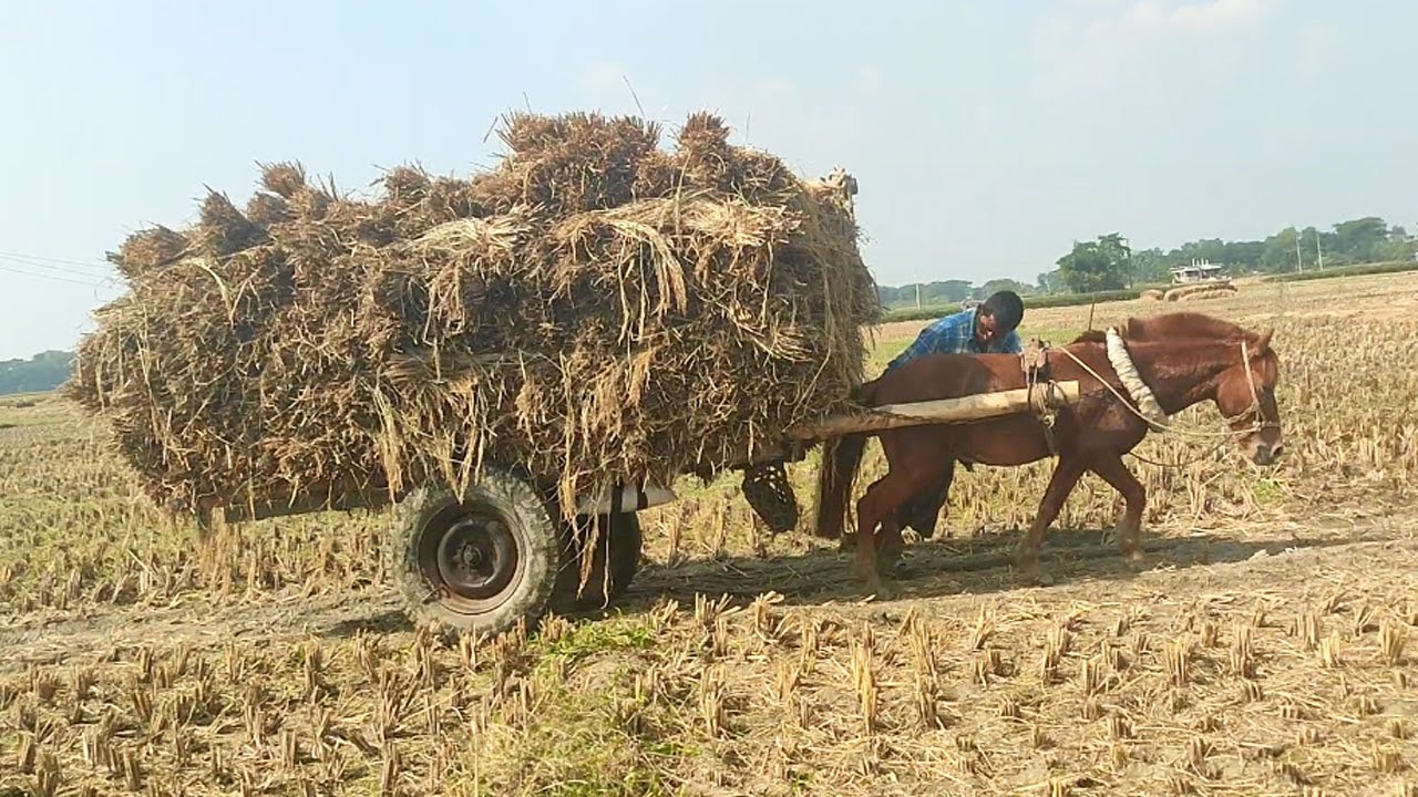 Horse cart heavy load paddy | Village horse cart | Horse cart race ...