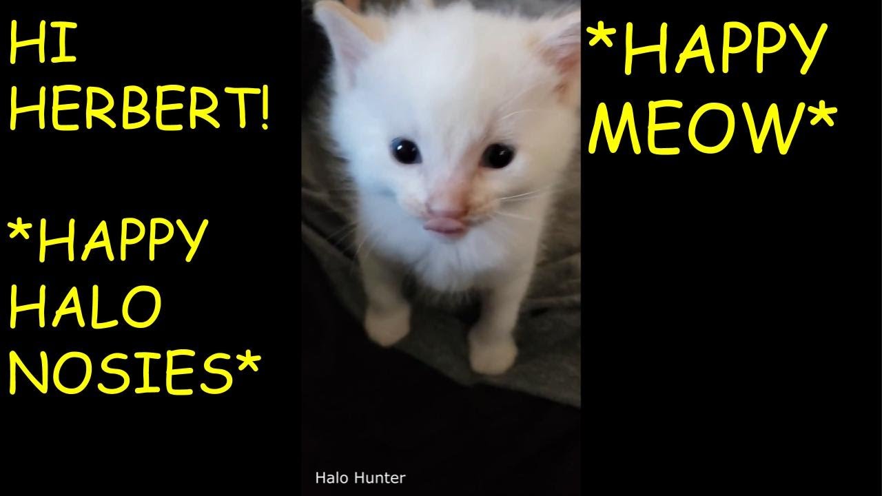 Hi Herbert! - YouTube