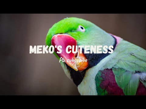 MEKO'S cute moments 💖 - YouTube