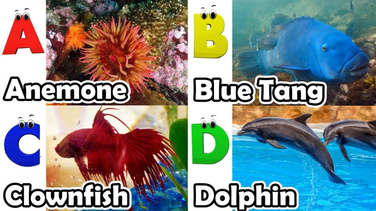 ABC Sea Animals song | Alphabets Kids song | Learn Alphabets, English ...