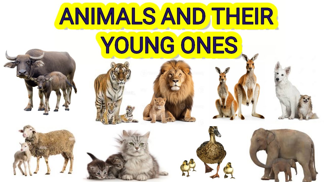 ANIMALS AND THEIR YOUNG ONES FOR KIDS AND TODDLERS. - YouTube