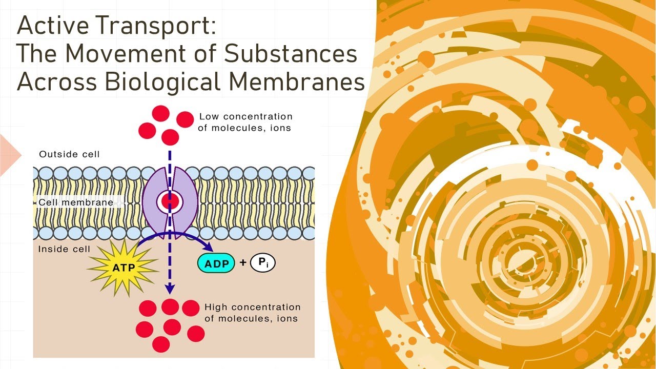 Cellular Active Transport Explained in 5 Minutes - YouTube