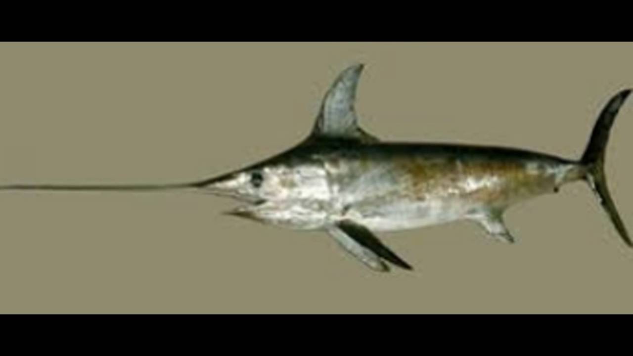 Xiphias gladius - YouTube