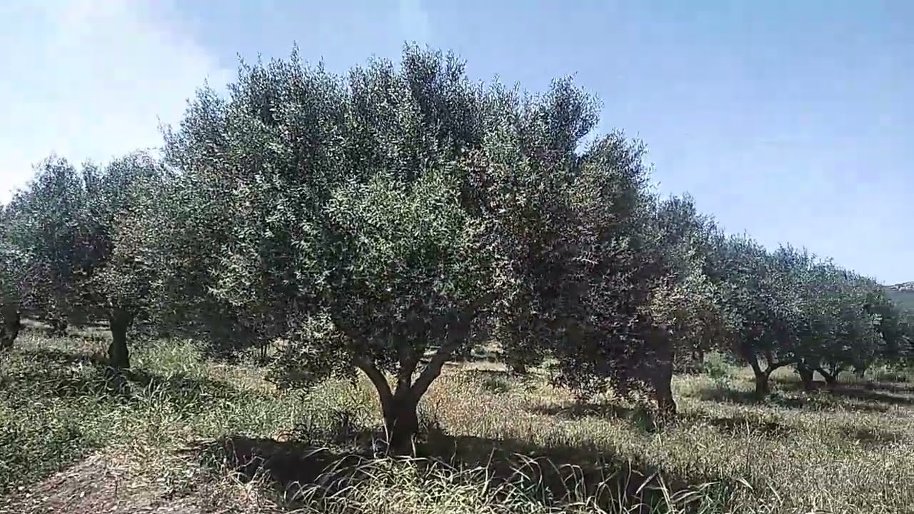 Ελαιωνας με βαρυ κλαδεμα λογω παγετου και με καλη παραγωγη, εδωσε ...