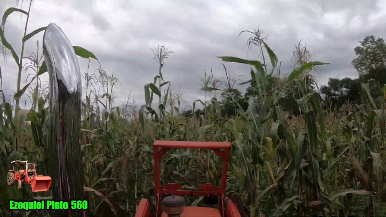 Dessecando milho para colher em espiga - YouTube