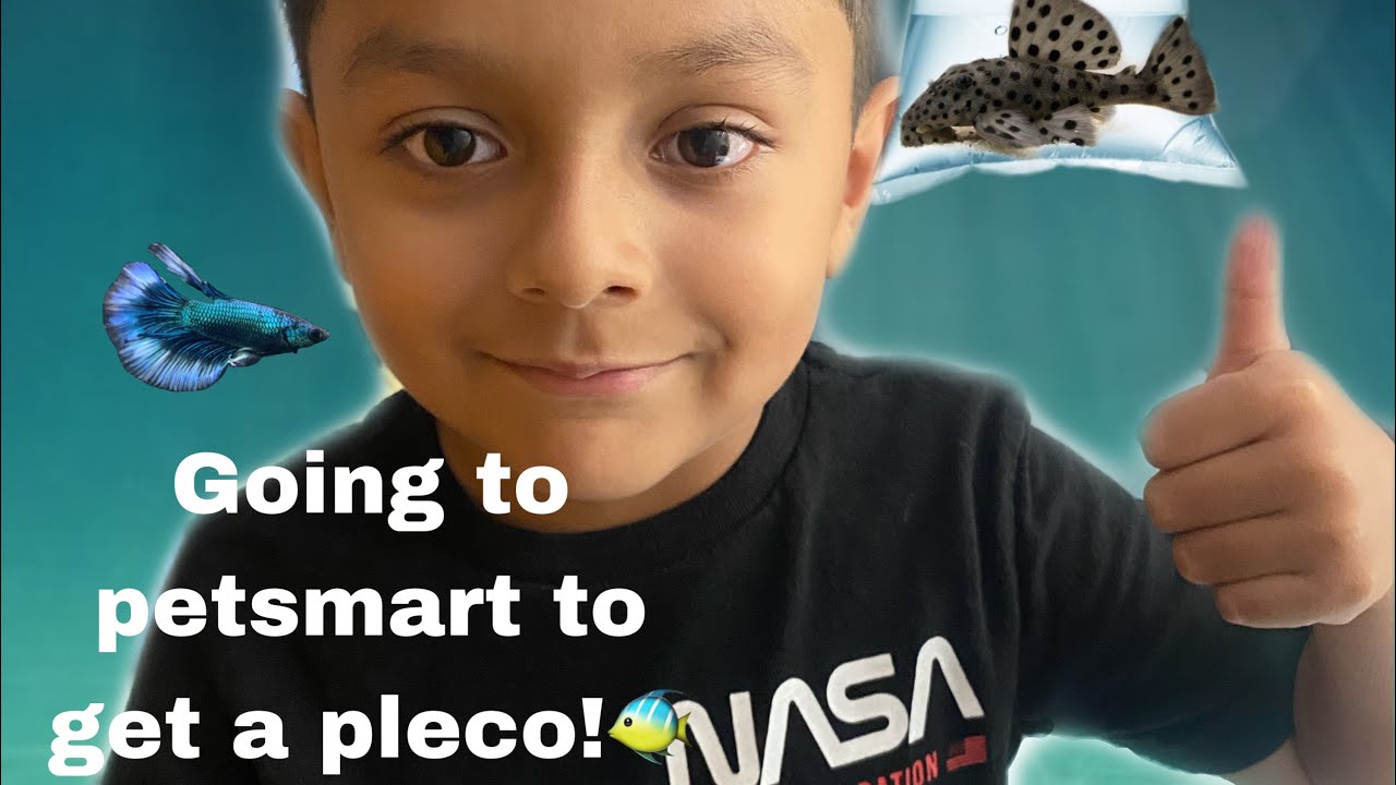Dream pleco find at petsmart!🐠 - YouTube