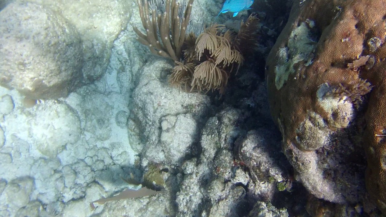 Brain Coral Triumph Reef - YouTube
