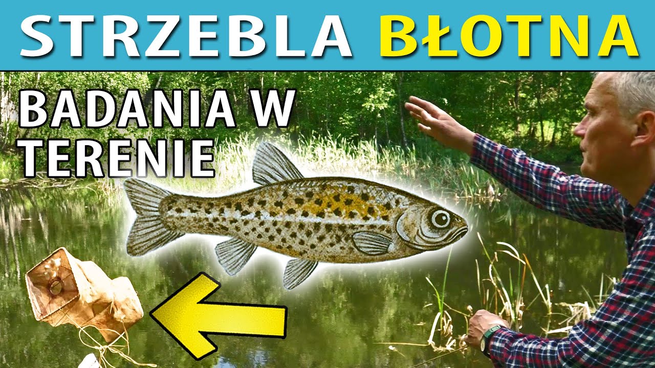 STRZEBLA BŁOTNA badania zagrożonego gatunku ryby na Kaszubach - YouTube