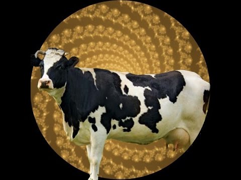 Cow Transformation Hypnosis - YouTube