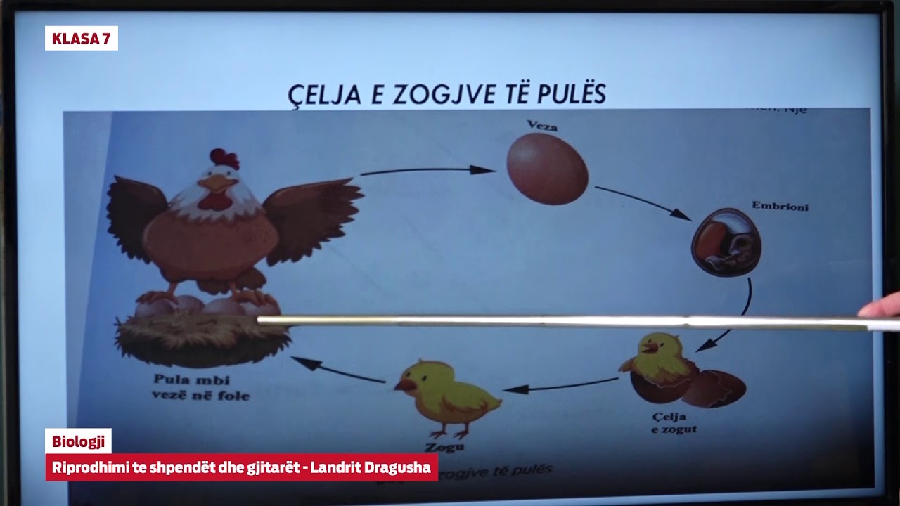 7664 - Biologji - Riprodhimi te shpendët dhe gjitarët - YouTube