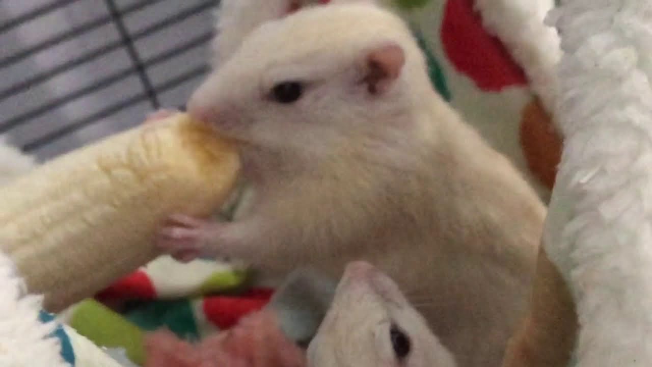 Banana Chipmunks! Adorable white chipmunks munching their favorite ...