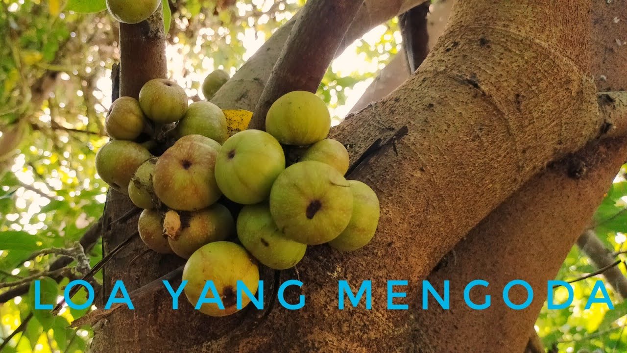 Buah Loa yang mulai Langka dan terlupakan - YouTube