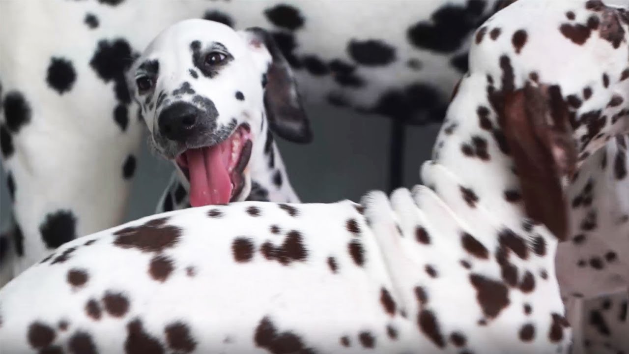 102 DALMATIANS in REAL LIFE ! Bathing Mom and Dad! - YouTube