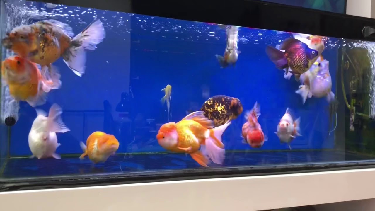 Jumbo goldfish | ikan koki jumbo ranchu ryukin oranda yuanbao - YouTube