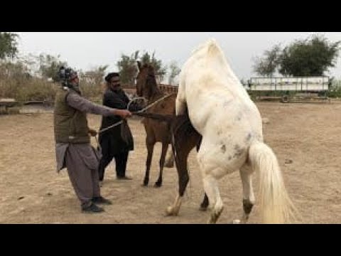 Powerful Horse Breeding | Natural Stallion & Mare Breeding Process | Horse Farming