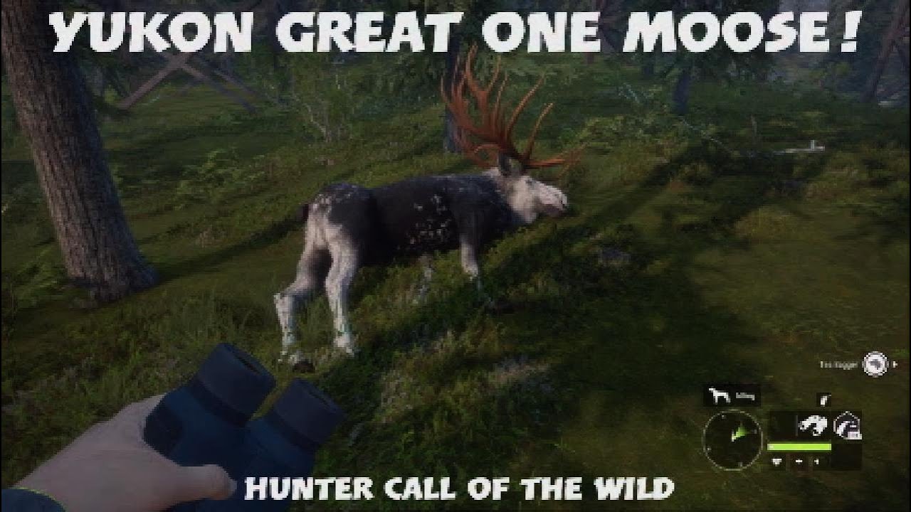 Yukon Great One Moose - Hunter COTW - YouTube