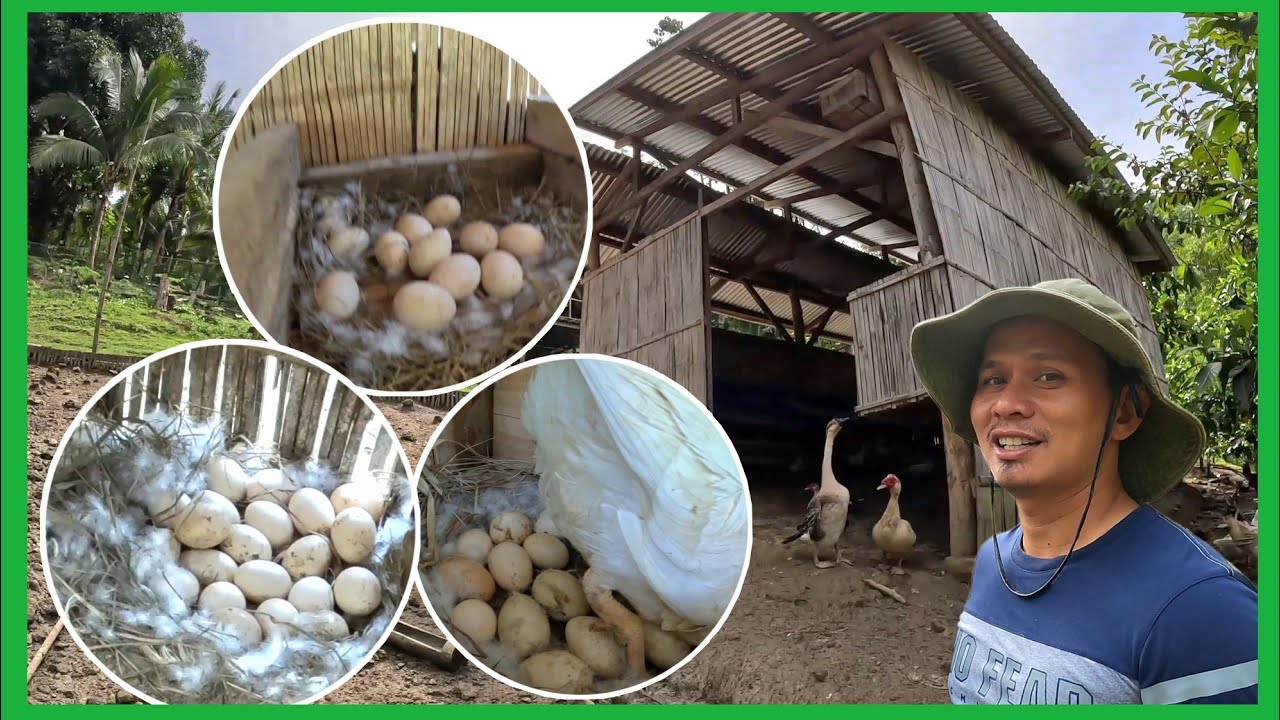 ANG DAMING ITLOG NG PATO AT PABO NASA LUPA NA ANG IBA! TULOY NA PAGDAMI ...