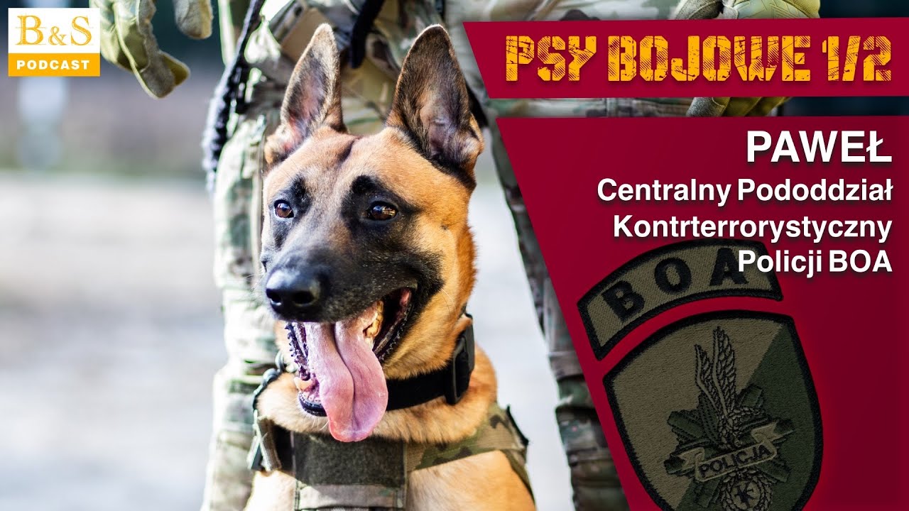 Psy Bojowe w służbie kontrterrorystycznej - Paweł z CPKP BOA 1/2 - YouTube