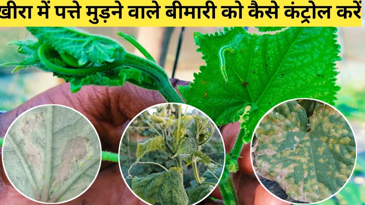 खीरा में पत्ते मुड़ने वाले बीमारी को कैसे कंट्रोल करें|| Leaf curl ...