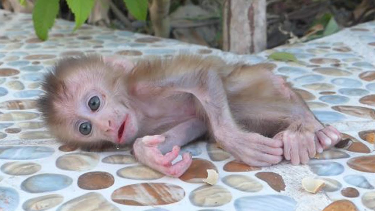 Bon Bon is very thin and sleeps hungry.Sad baby monkey-Orphans - YouTube