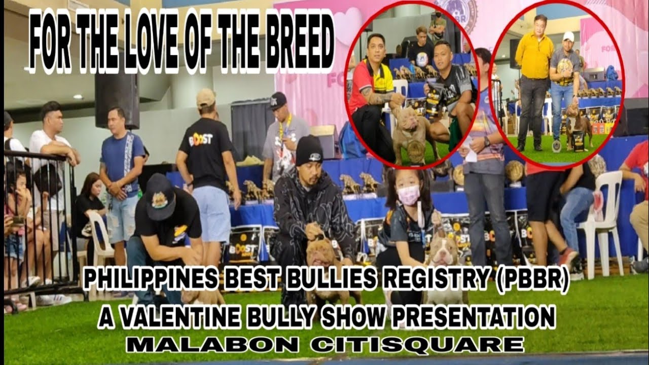 PHILIPPINES BEST BULLIES REGISTRY (PBBR) | A VALENTINE BULLY SHOW ...