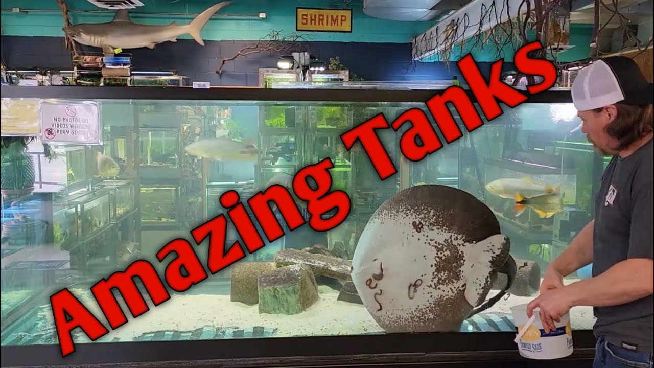 Amazing Tank - YouTube