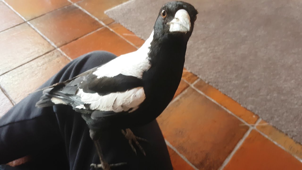 My favourite magpie is back!!! - YouTube