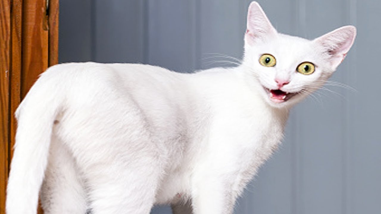 Funny Pets Compilation - Most Crazy Moment - Crazy Cats - YouTube
