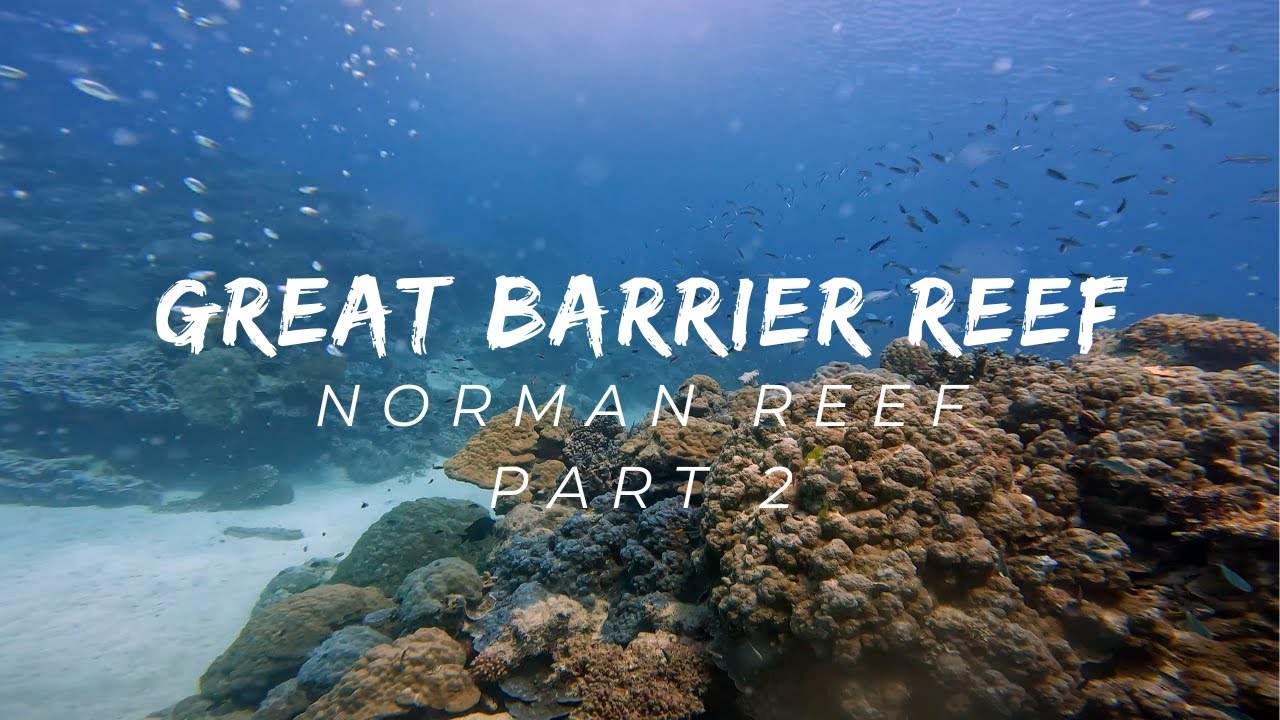 Diving the Great Barrier Reef in 2022 - Norman Reef - Part 2 ...