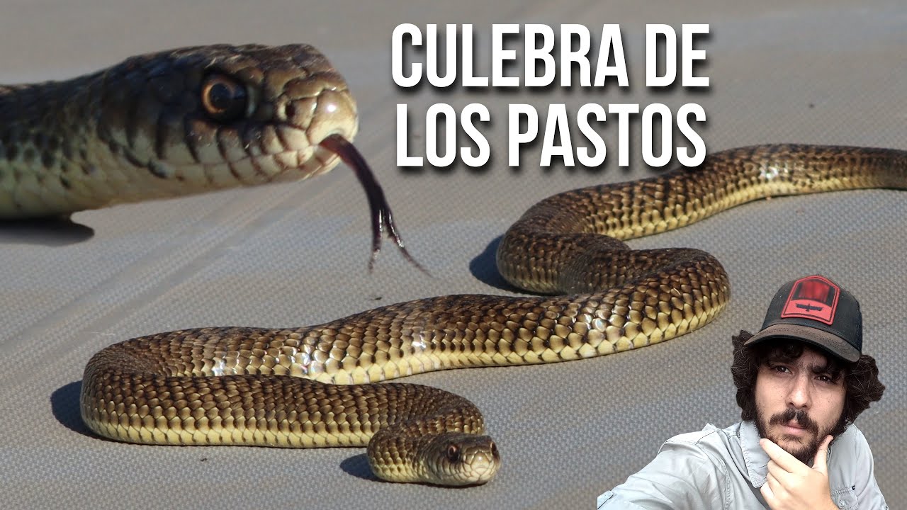 Culebra de los pastos 4K (Philodryas patagoniensis)pastizal,patagónica ...