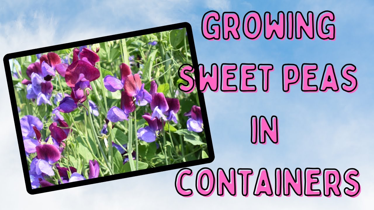 Container Gardening with Sweet Peas 🌺 Spring Planting Tutorial for ...