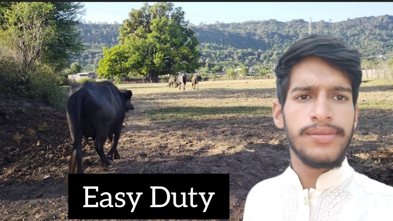 Dusry Cow Nae Laye 😐||My Daily Routine||Ghulam jillani Vlogs - YouTube