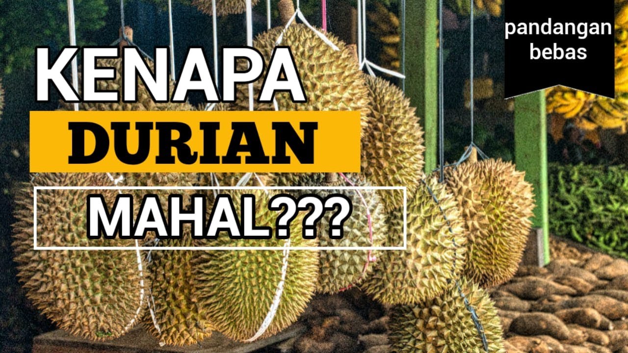 Kenapa Durian Mahal??? - YouTube
