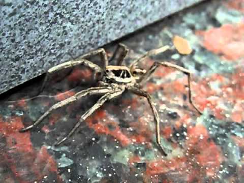 araña lycosa macho moviendo pedipalpos - YouTube