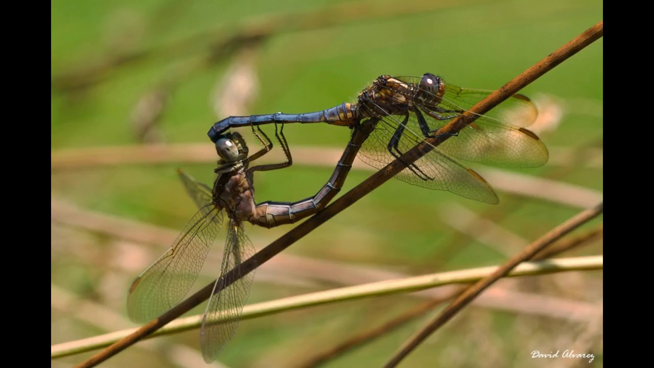 El metodo reproductivo de la Libelula - YouTube